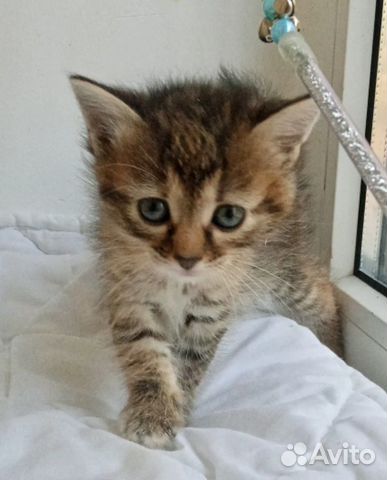 Котенок с коротким хвостиком ищет дом