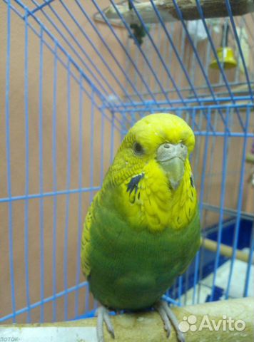 Попугай с клеткой