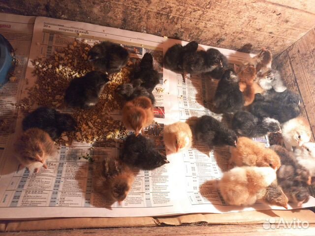 Цыплята суточные