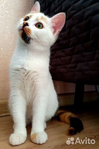 Волшебный котенок ручная девочка Дженифер