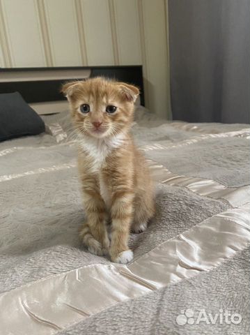 Котенок, мальчик 1,5 мес