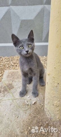 Котята в добрые руки бесплатно