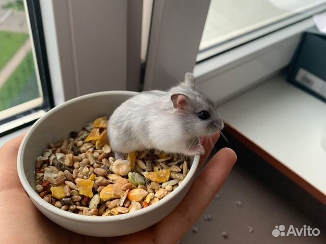 Сирийский хомяк бесплатно