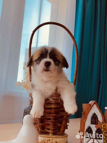 Продам щенков Вельш корги пемброк