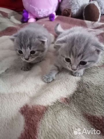 Британские котята