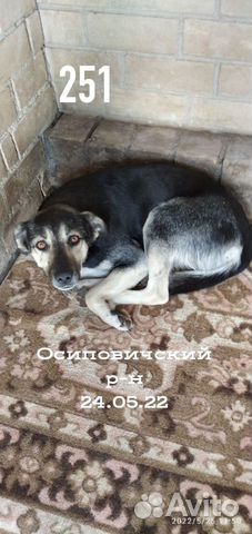 Собаки из Бобруйской усыпалки