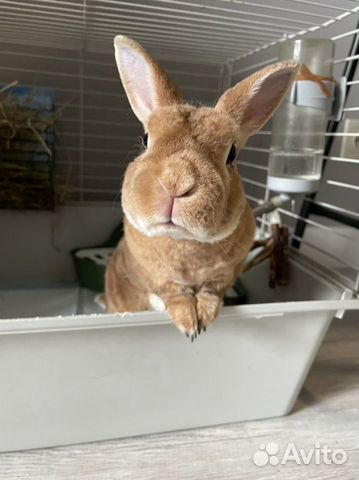 Кролик в добрые руки