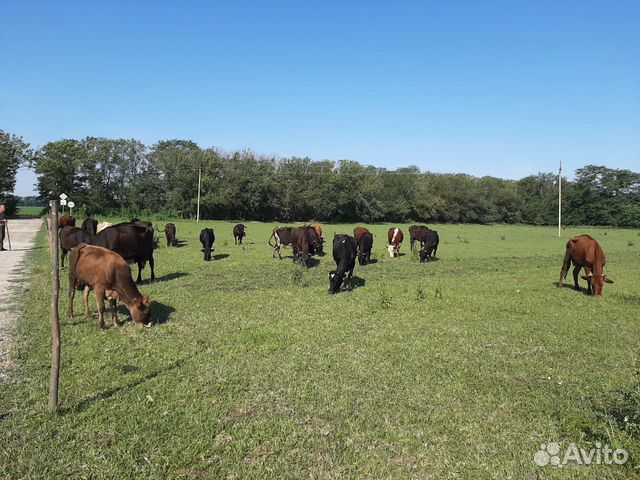 Продаются коровы