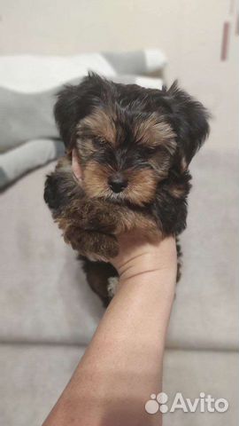 Еркширский терьер Стандарт