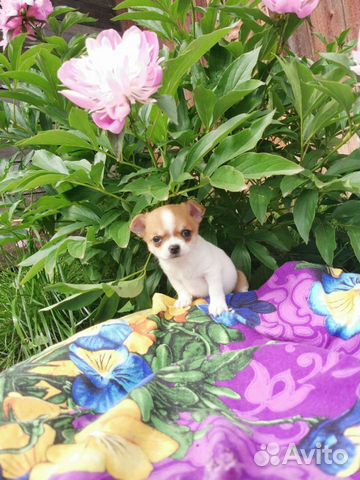 Карманный чихуахуа супер микро