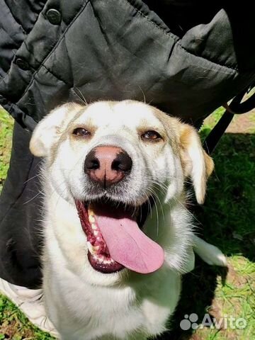 Щенок 11 месяцев