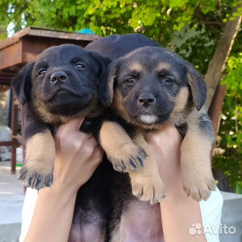 Щенки лабрадора и немецкой овчарки
