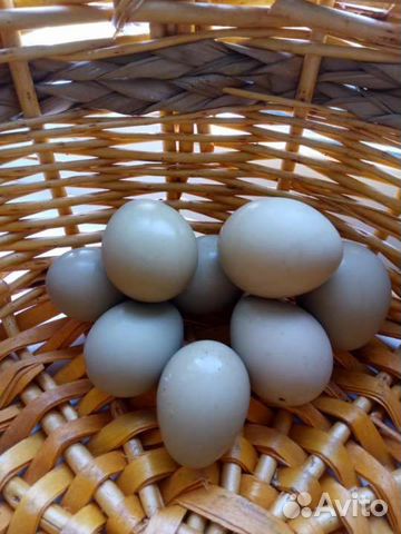 Яица Золотого фазана