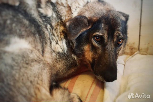 Матрешка, ждёт Вас в приюте каждый день