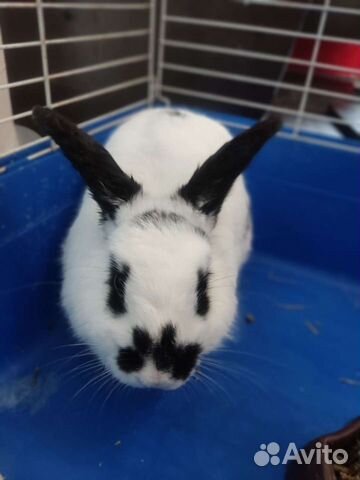 Кролик домашний декоративный