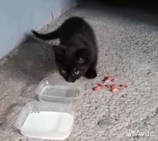Котенок в добрые руки