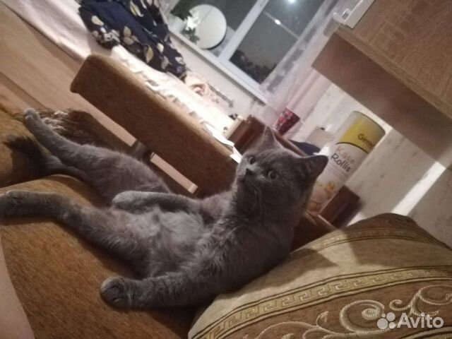 Харизматичный Феникс в хорошие руки