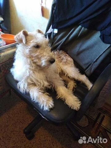 Фокстерьер жесткошерстный