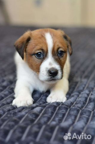 Джек Рассел, крутой парень