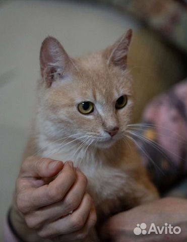 Молодая ласковая Мури в добрые руки