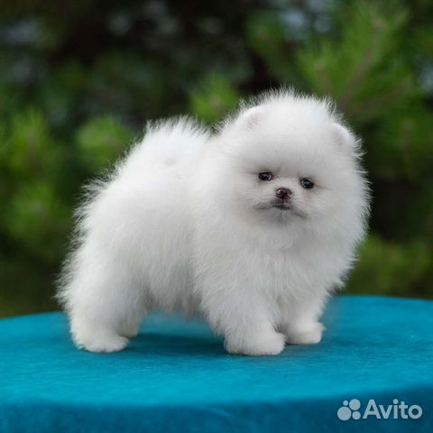 Белоснежные померанцы