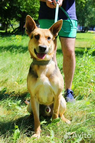 Красавец Декстер в поиске дома