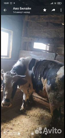 Быки на мясо