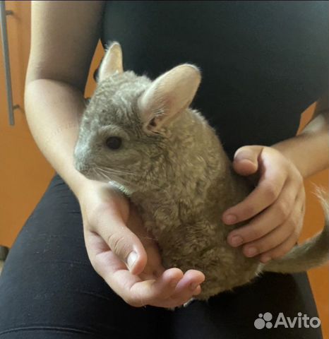 Шиншилла