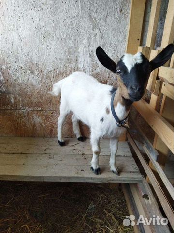 Камерунская козочка