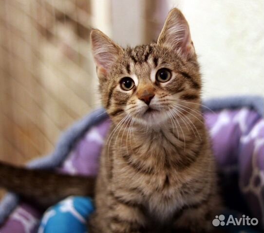 Массивные котята