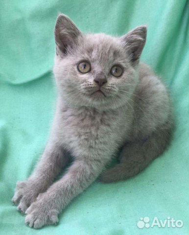 Шотландские прямоухие котята