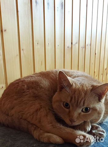 Котик 1 год за шоколадку