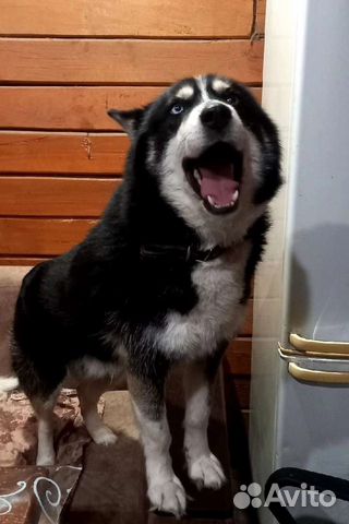 Хаски, кобель, 1 год