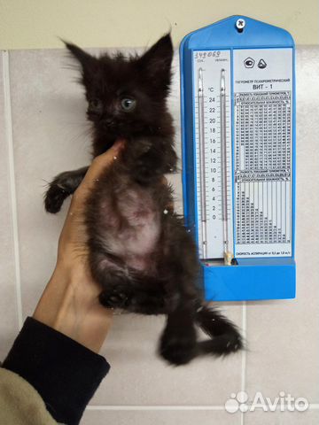 Только что подкинули в клинику котёнка