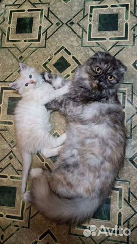 Котенок скотишфолд