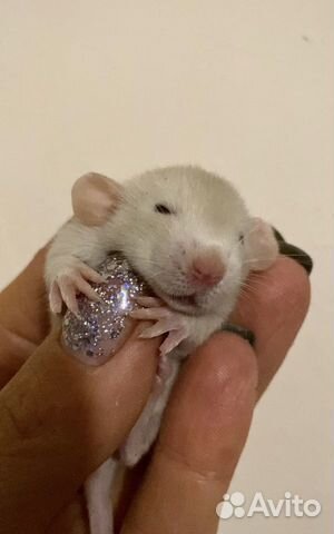 Декоративная крыса дамбо