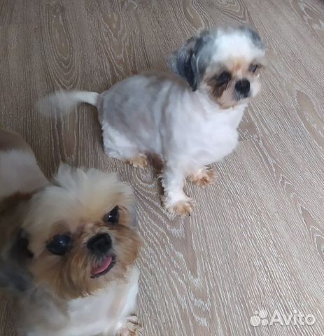 Ши-тцу в добрые руки