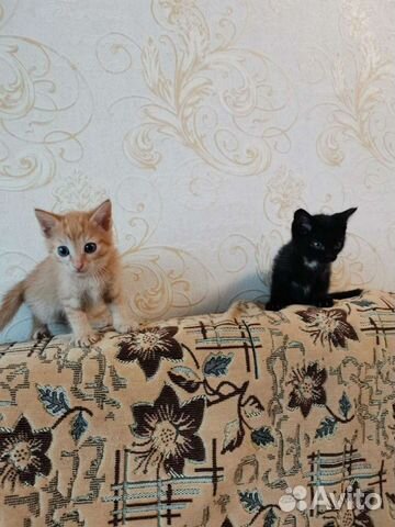 Две маленькие красавицы кошечки