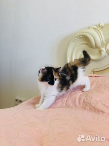 Котенок в добрые руки