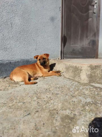 Маленькая собака и ее дочка