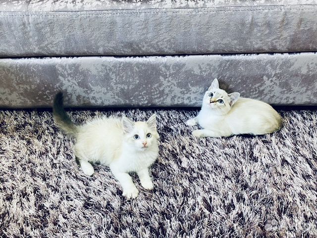 Котятки в добрые руки