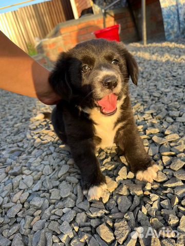 Собаки щенки лабрадор