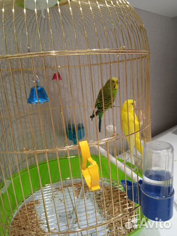 Отдам даром попугайчиков