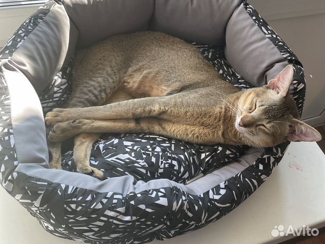 Кот ориентал на вязку