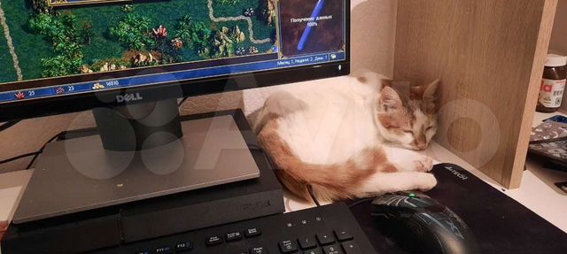 Молодой котик, 9 месяцев. Уже кастрирован