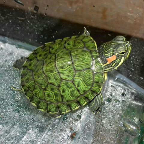 Отдам черепашку в хорошие руки