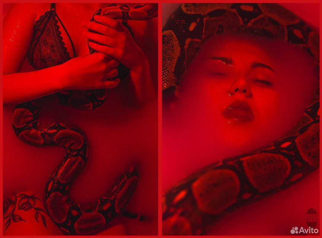 Змея в аренду для фотосессии