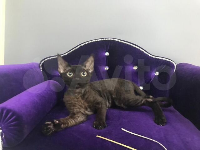 Девон-рекс котик Бахур