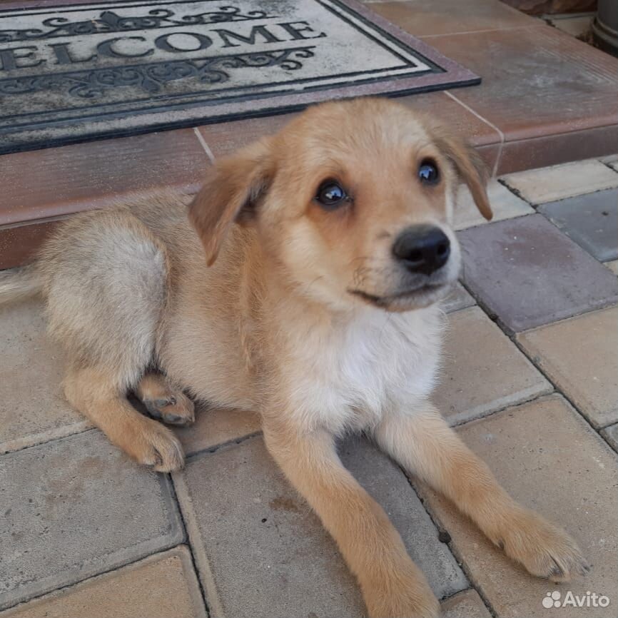 Щеночек мальчик в добрые руки