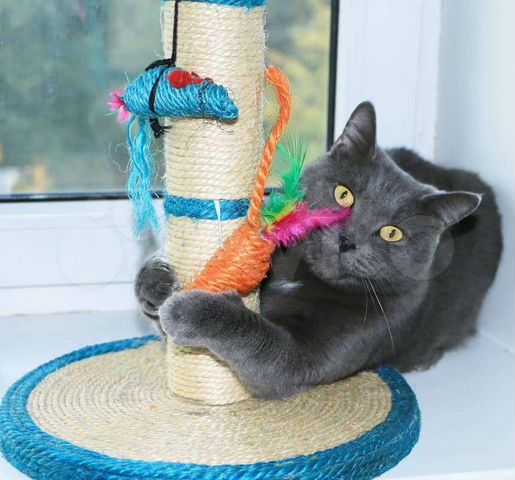 Фаня в поисках лучшего дома и хозяина